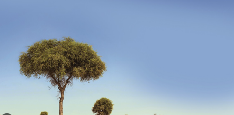 A Guide To The National Symbols of UAE