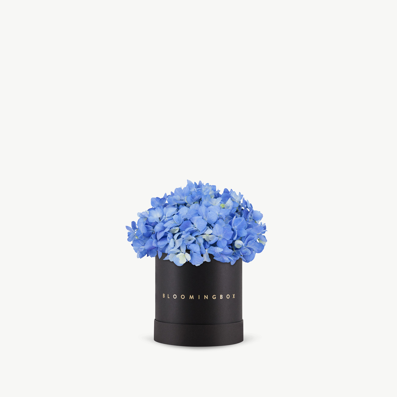Hydrangeas Box Small - Same Day Delivery