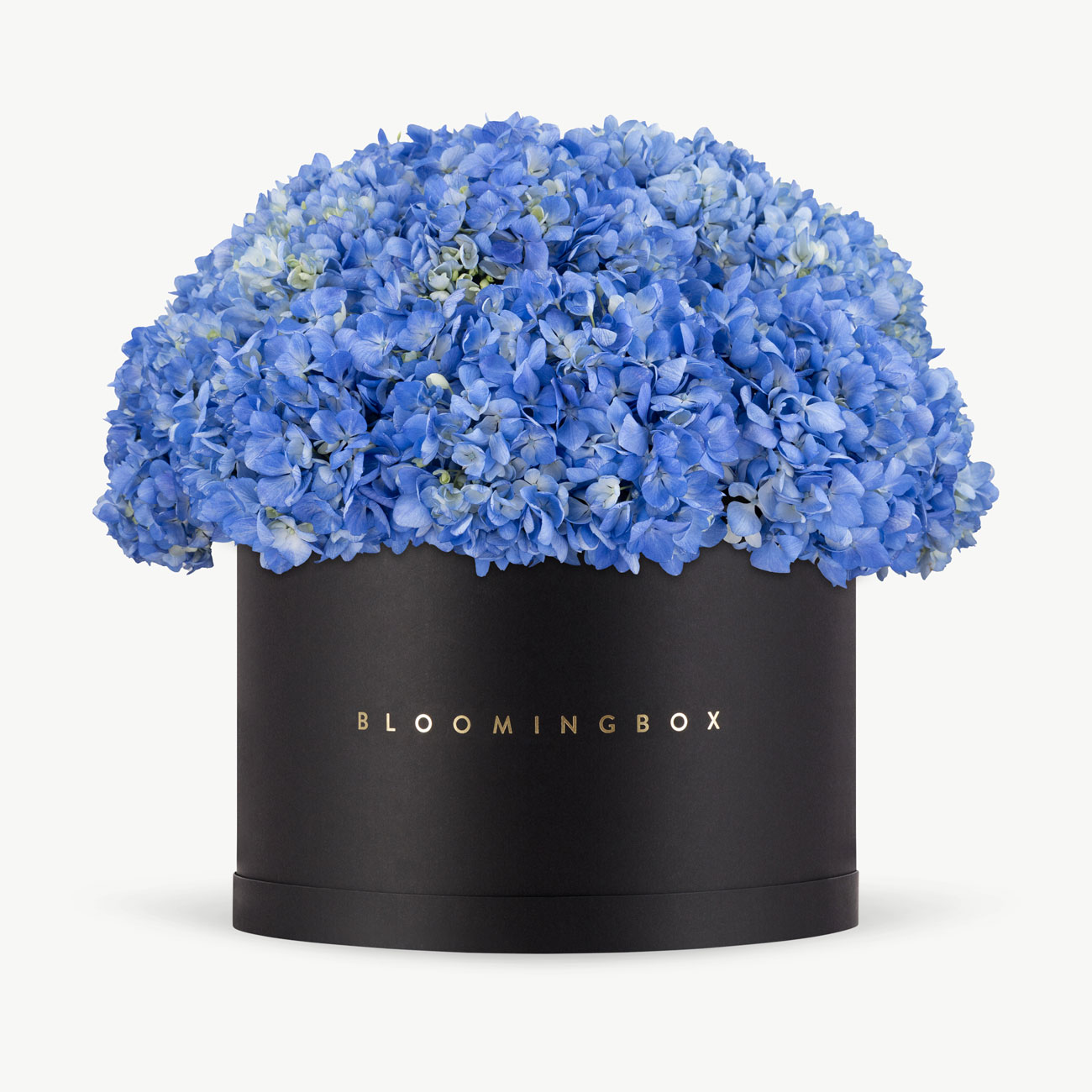 Hydrangeas Box X-Large - Same Day Delivery