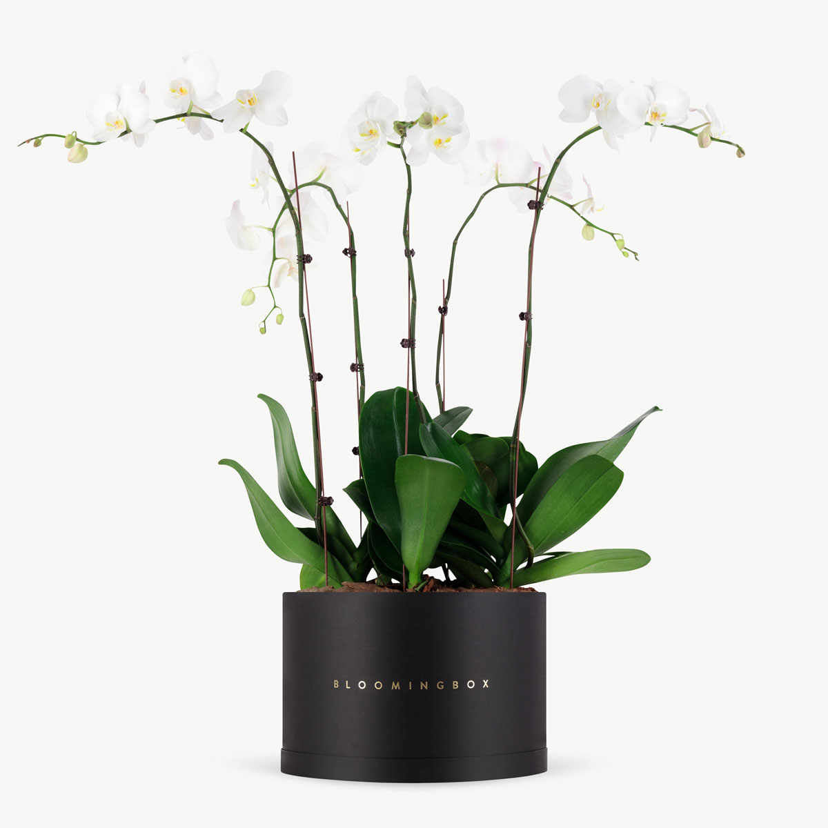 Orchids Box X-Large - Same Day Delivery