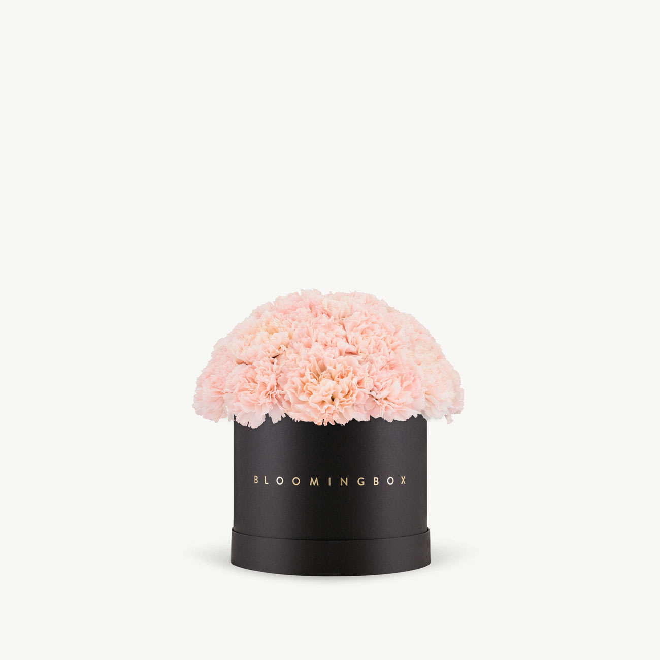 Carnation Box Medium - Same Day Delivery