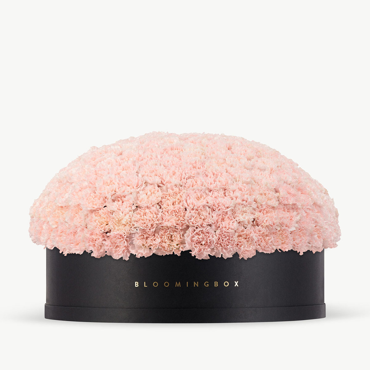 Carnation Box Mega - Same Day Delivery