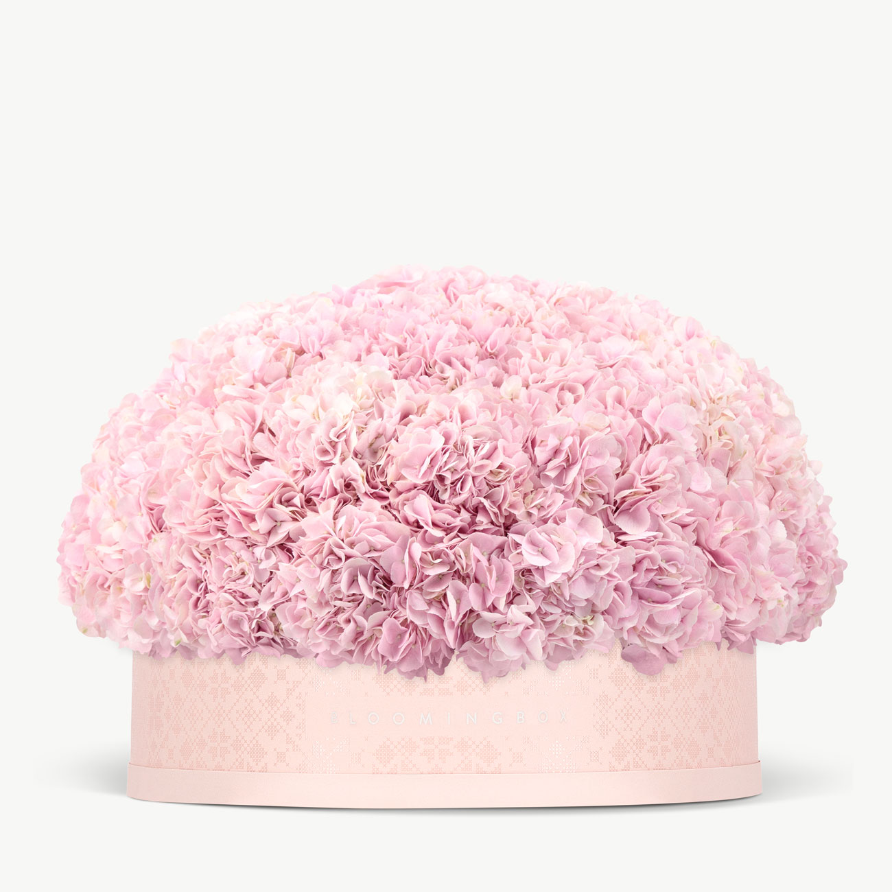 Hydrangeas Box Mega - Same Day Delivery